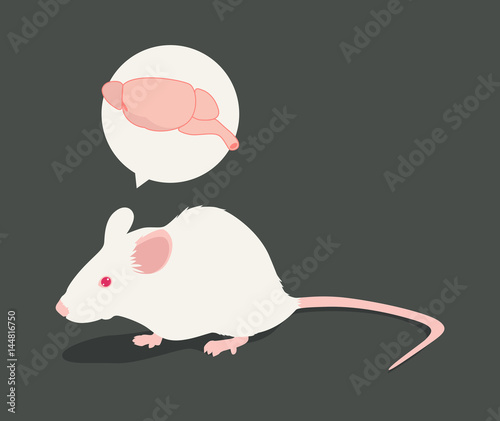 Rat Brain vector illustration Stock Vector | Adobe Stock