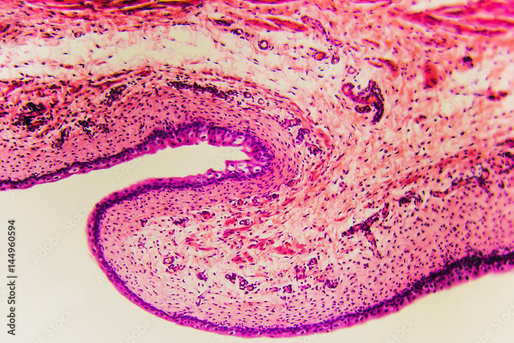 Bladder Cat- animal tissue microscope slides Stock Photo | Adobe Stock