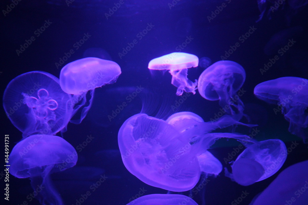 jellyfish violet purple bioluminescence purple sea ocean organism (moon ...