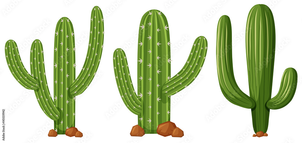 Different shapes of cactus Stock Vector | Adobe Stock