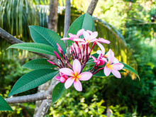 White Calachuchi Free Stock Photo - Public Domain Pictures