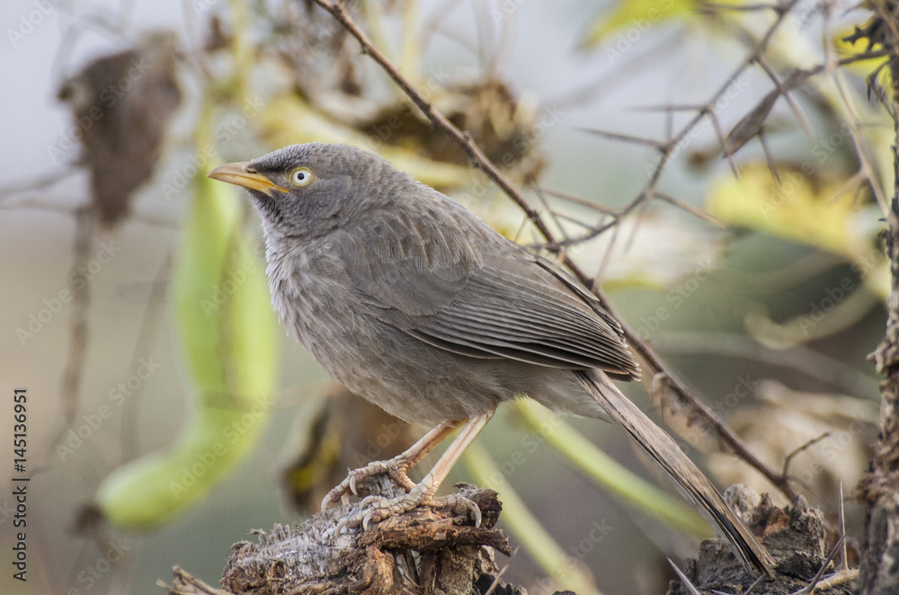 The jungle babbler (Turdoides striata) is a member of the family ...