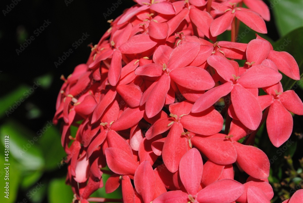Santan flower or ixora coccinea Ixora Coccinea is called santan in the ...
