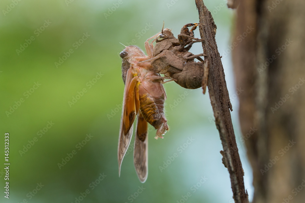 Cicada,insect,Cicada changing its with last molt - the transformation ...