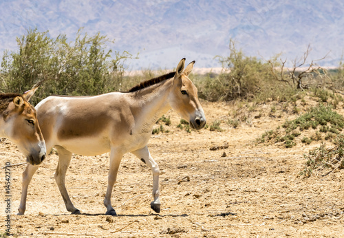 Onager is a brown Asian wild donkey (Equus hemionus) inhabits nature ...