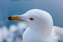 Seagull Face Free Stock Photo - Public Domain Pictures