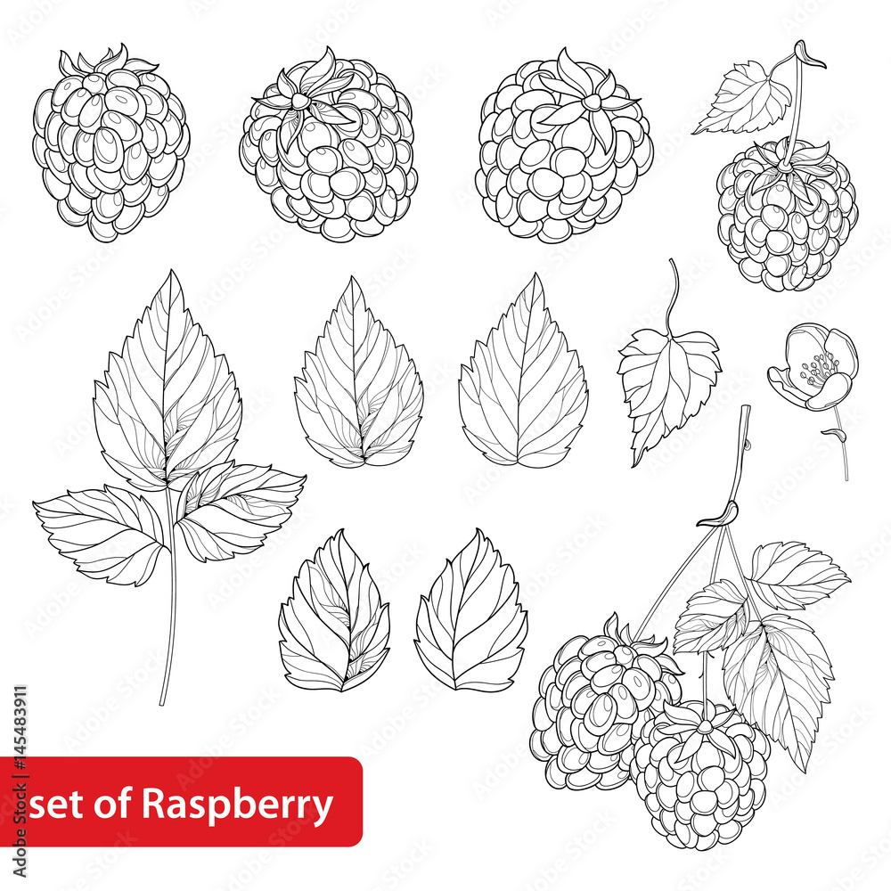 Vector set with outline Raspberry, bunch, berry, flower and leaves in ...