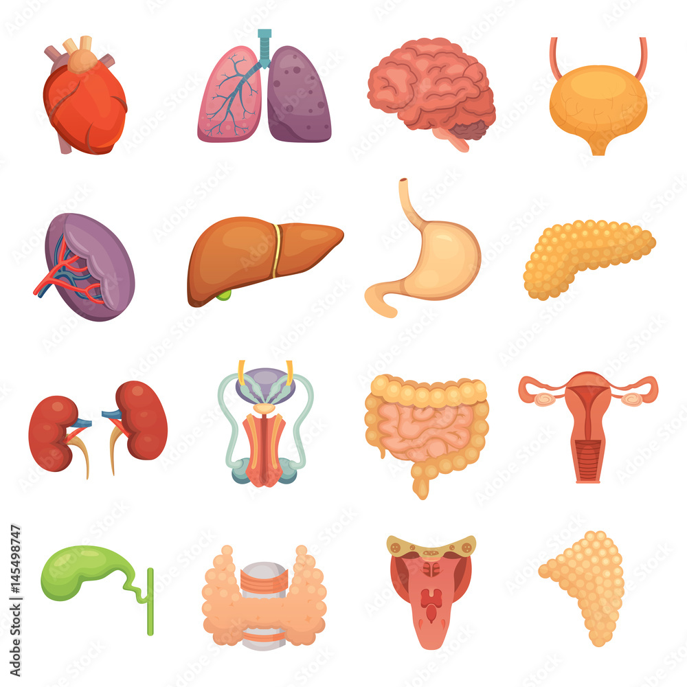 Cartoon human organs set. Anatomy of body. Reproductive system, heart ...