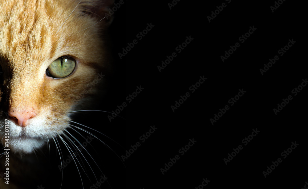 Ginger tom cat creeping out of shadows during hunt with big green eyes ...