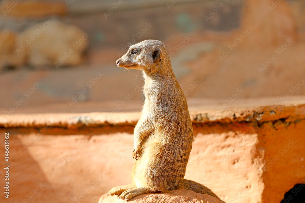 jerboa sitting on a stone and looks aside Stock Photo | Adobe Stock