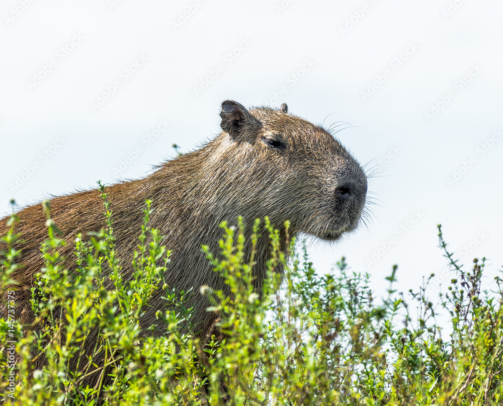 Capybara in the El Cedral - Los Llanos, Venezuela, South America Stock ...