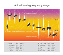 Bat Waves Free Stock Photo - Public Domain Pictures