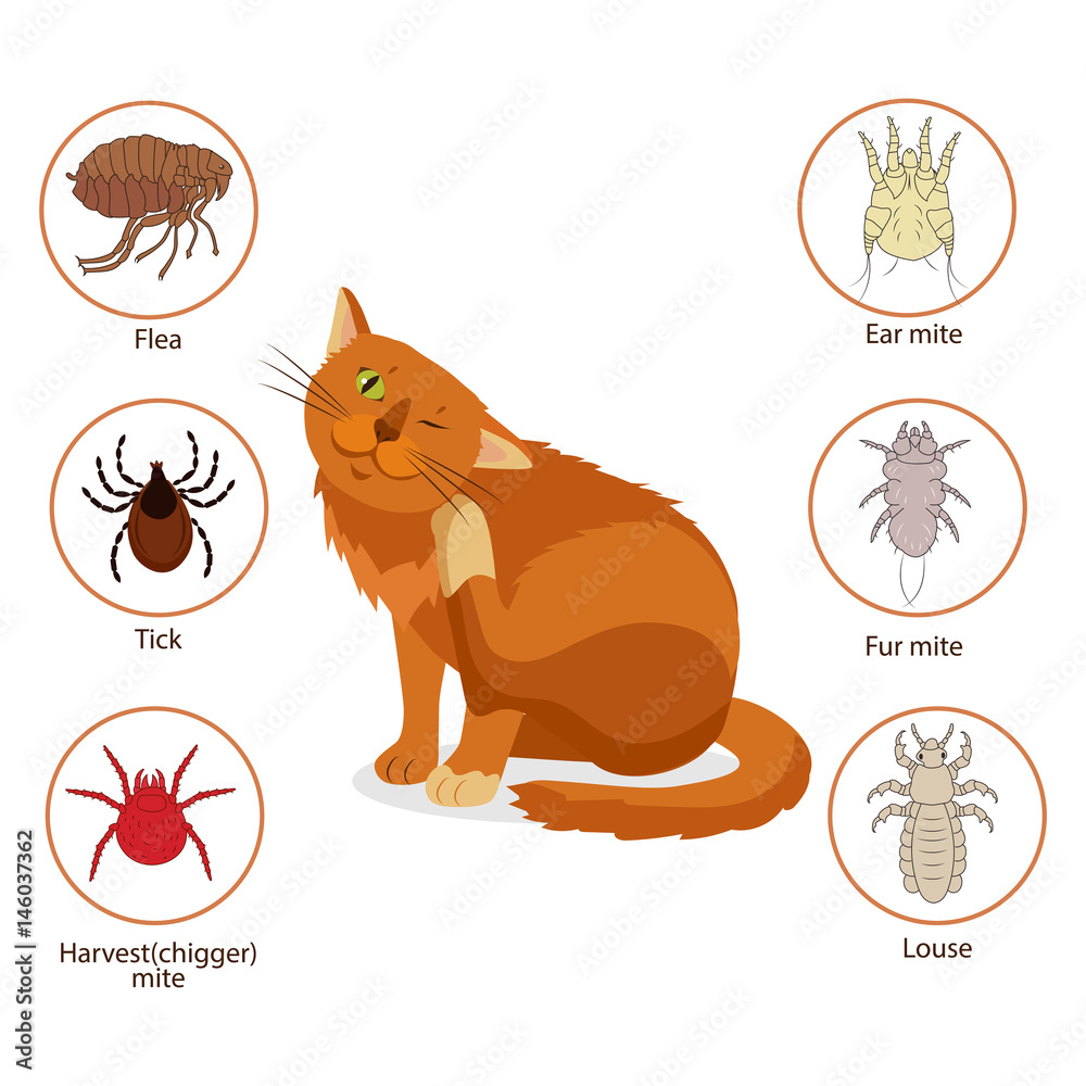 เวกเตอร์ Stock Cat Parasites. What To Know About Feline Parasites. Pet ...