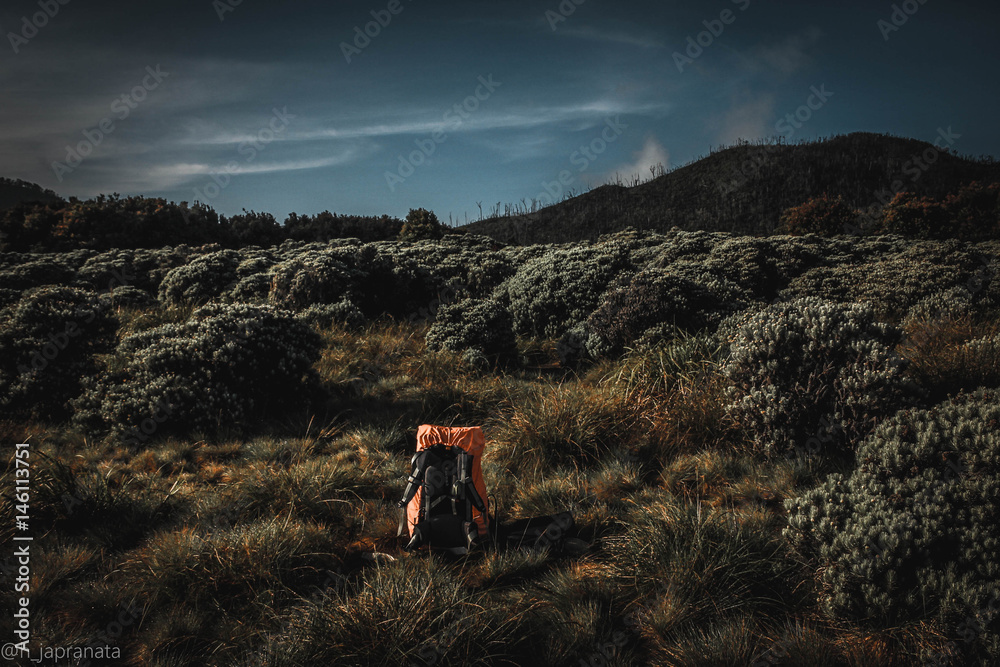 Edelweiss Field & Chill Stock Photo | Adobe Stock