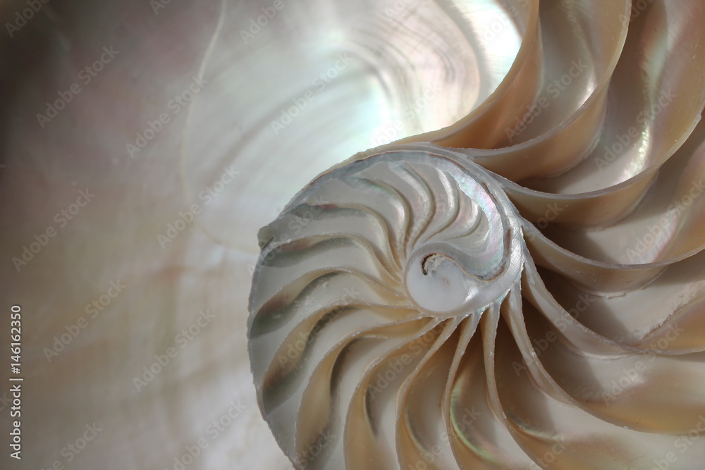 shell nautilus pearl Fibonacci sequence symmetry cross section spiral ...