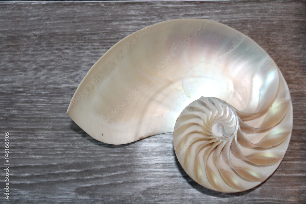 nautilus shell symmetry Fibonacci half cross section spiral golden ...