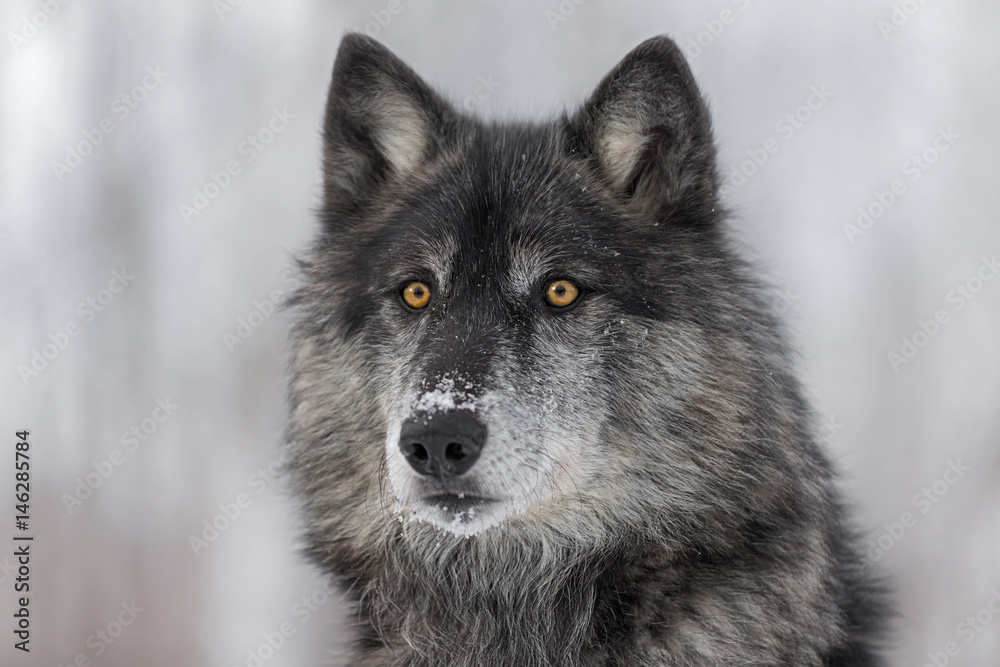 Black Phase Grey Wolf (Canis lupus) Portrait Stock Photo | Adobe Stock