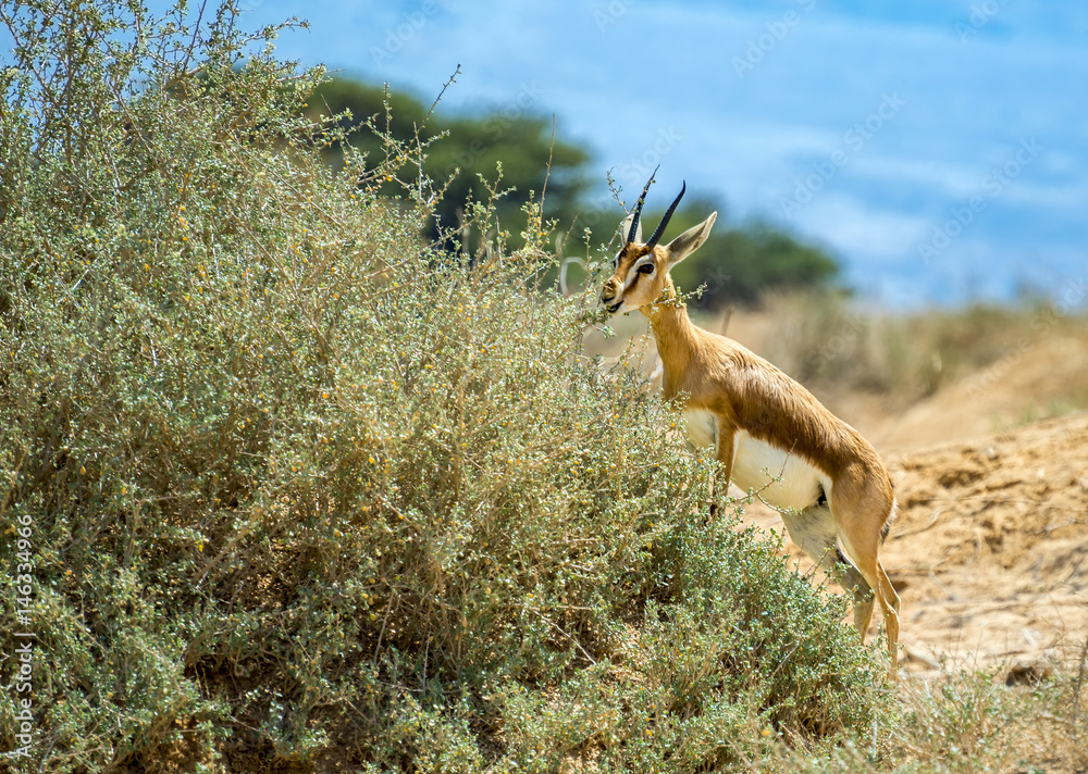 Photo Stock Dorcas gazelle (Gazella dorcas) inhabits nature desert ...