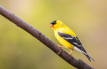 Finch Bird Free Stock Photo - Public Domain Pictures