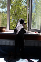 Dog Behind The Window Free Stock Photo - Public Domain Pictures