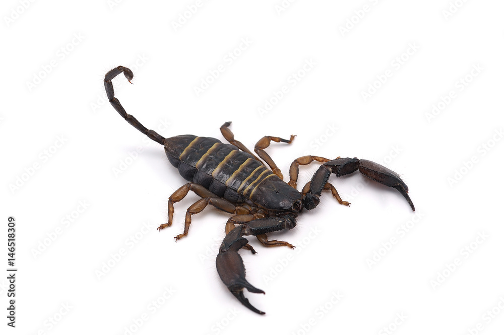 african scorpion isolated on white background Stock Photo | Adobe Stock