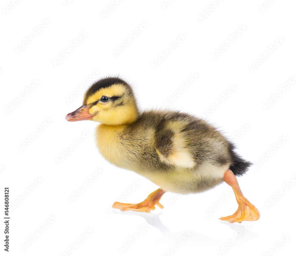 Cute little newborn fluffy duckling. One young duck isolated on a white ...