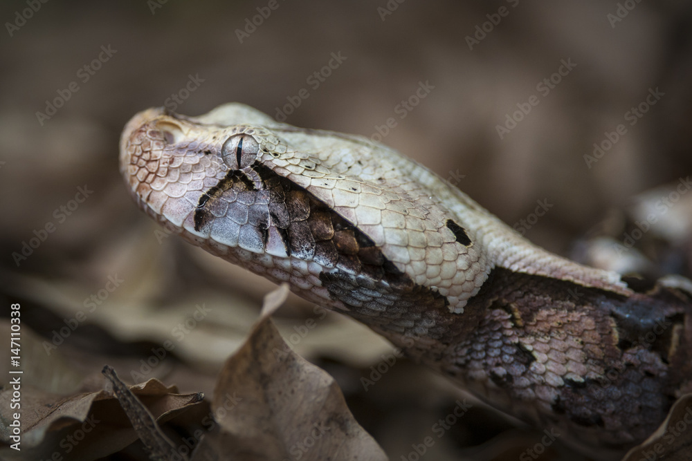 Gaboon viper, Gaboon adder, butterfly adder, forest puff adder, whisper ...
