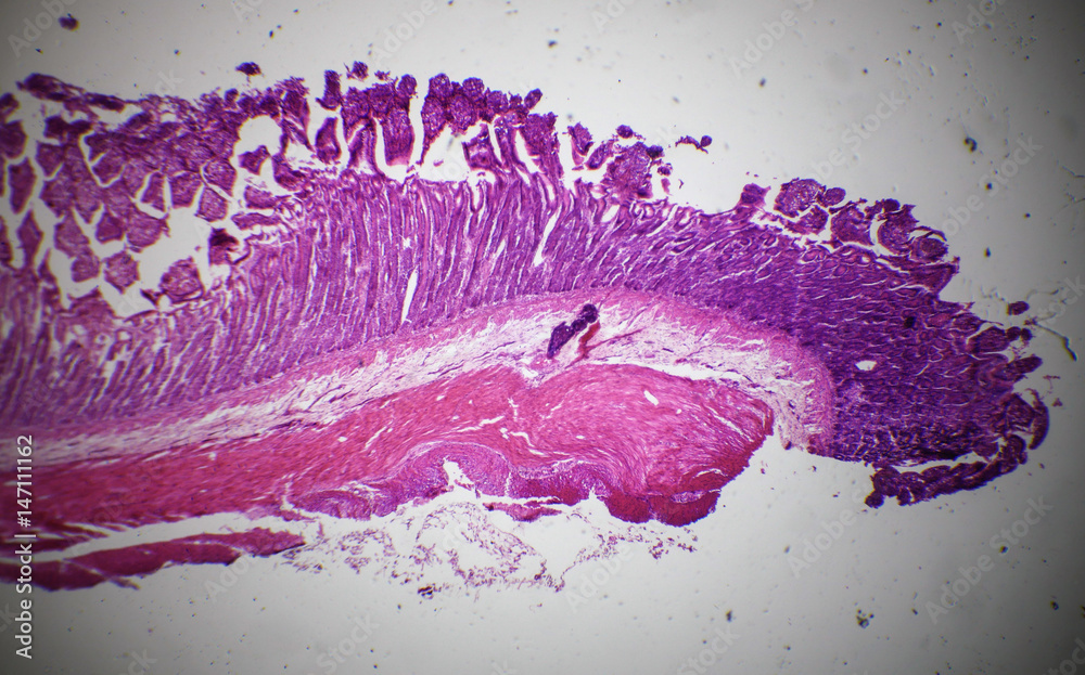 Small intestine section under the microscope Stock Photo | Adobe Stock