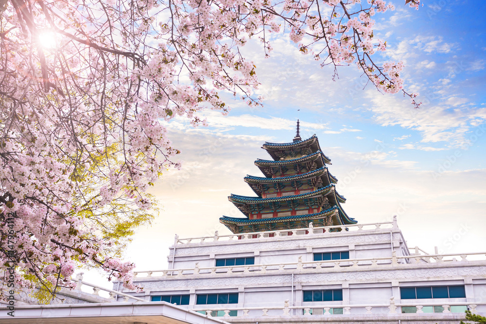 gyeongbokgung palace with cherry blossom tree in spring time in seoul ...