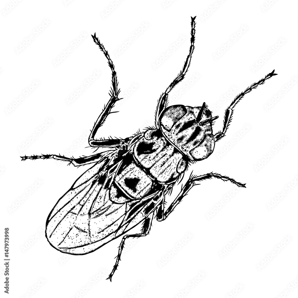 Hand drawn sketch of fly. Realistic insect isolated. Vintage stippling ...
