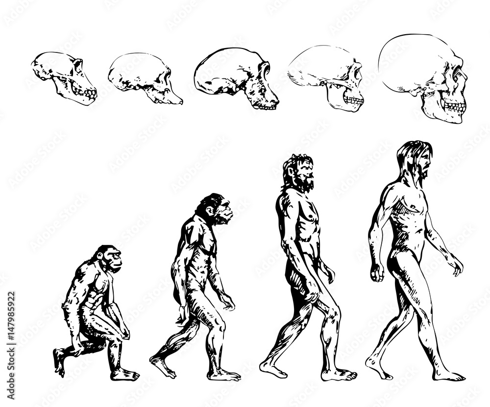 Human Evolution Sketch Hand Drawing and His Skull. Vector Stock Vector ...