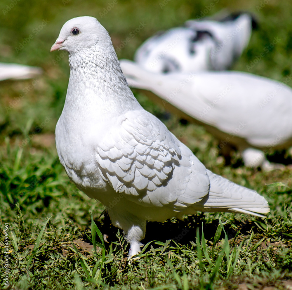 White dove in nature Stock Photo | Adobe Stock