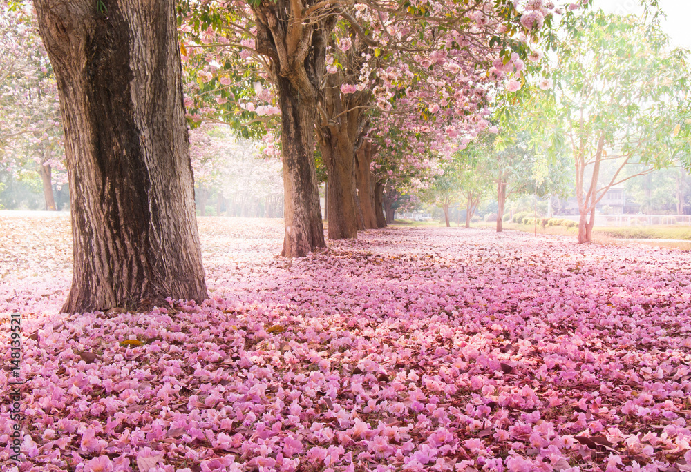 Falling petal over the romantic tunnel of pink flower trees / Romantic ...