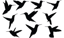 Hummingbird Silhouette Free Stock Photo - Public Domain Pictures