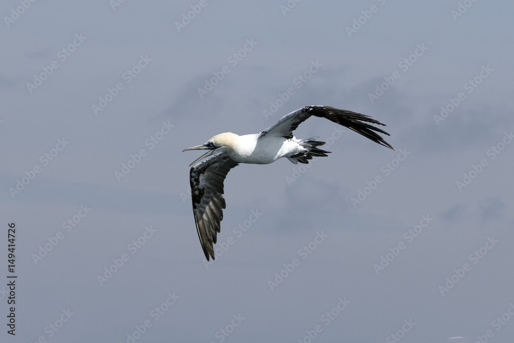Alcatraz volando con el pico abierto Stock Photo | Adobe Stock