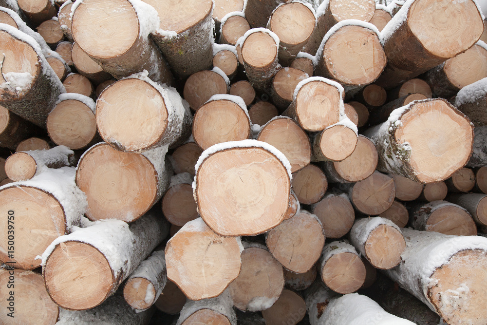 Cross section of logs in stack Stock Photo | Adobe Stock