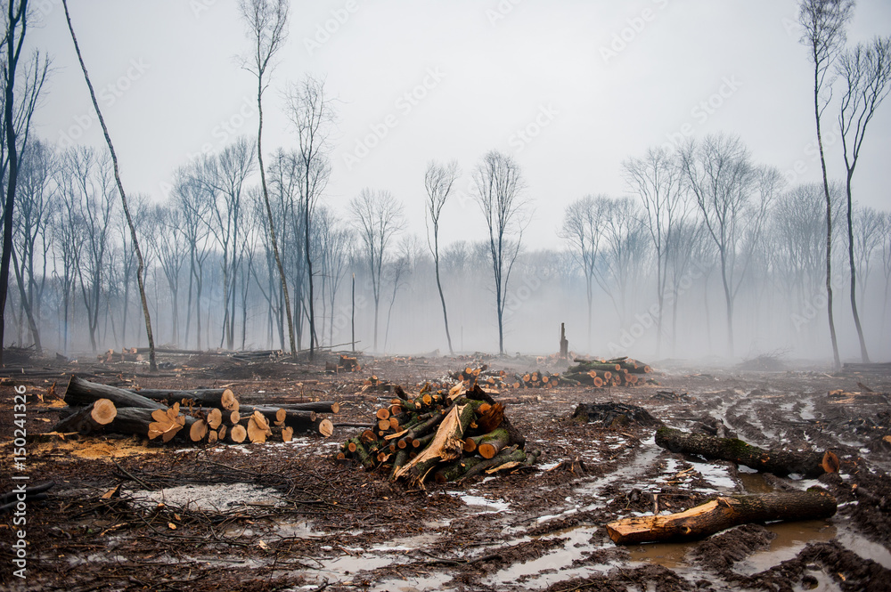 Deforestation. Stump Forest Destruction Damage Climate Trees Shanges ...