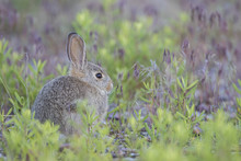 Spring Bunny Free Stock Photo - Public Domain Pictures