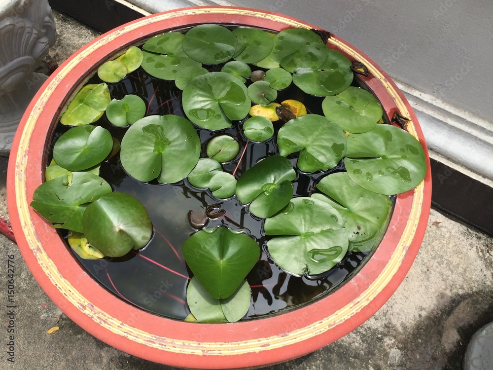 Lotus leaf float on water pot in tranquil garden with sun light reflection, Drops of water on ...