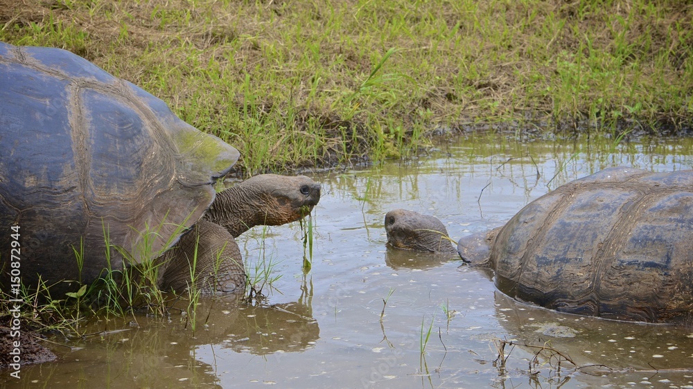 Galapagos Giant Tortoise at the El Chato / Los Primativos ranch on ...