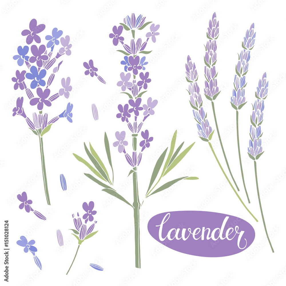 Lavender. Vector illustration, isolated floral elements for design ...