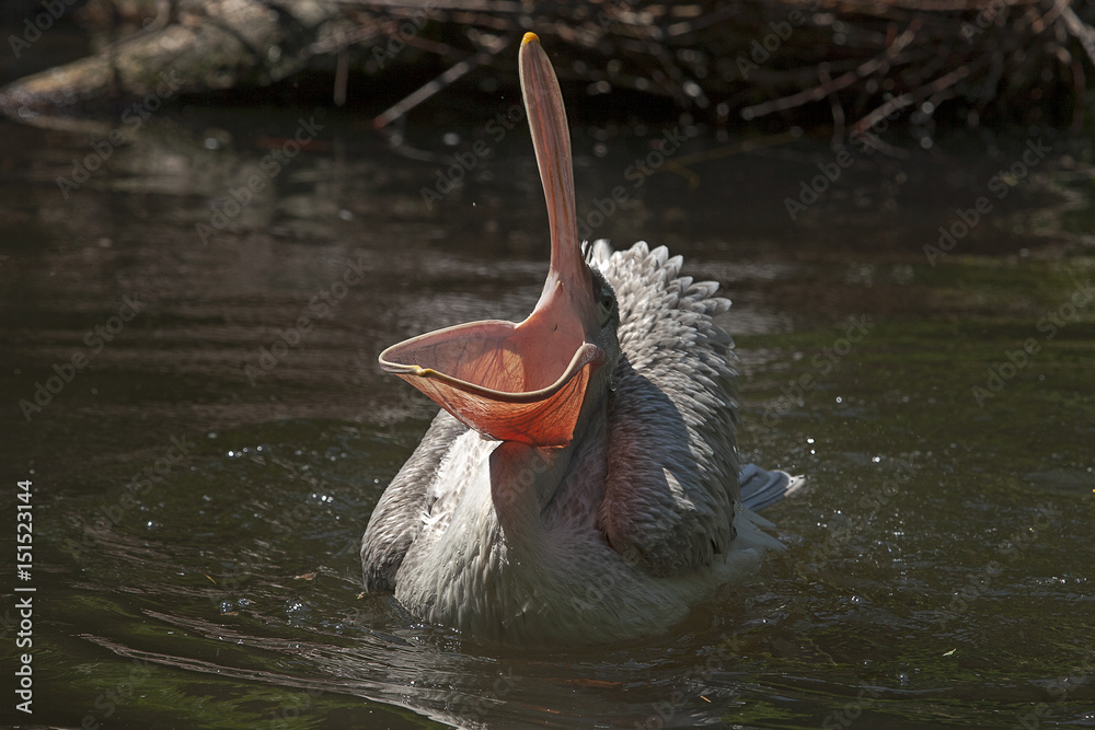 Small pelican with its mouth open to swimming. Stock Photo | Adobe Stock