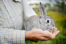 Happy Easter Farmer Rabbit Free Stock Photo - Public Domain Pictures