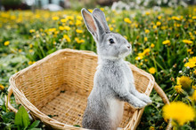 Easter Bunny Garden Free Stock Photo - Public Domain Pictures