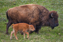 Baby Bison Free Stock Photo - Public Domain Pictures