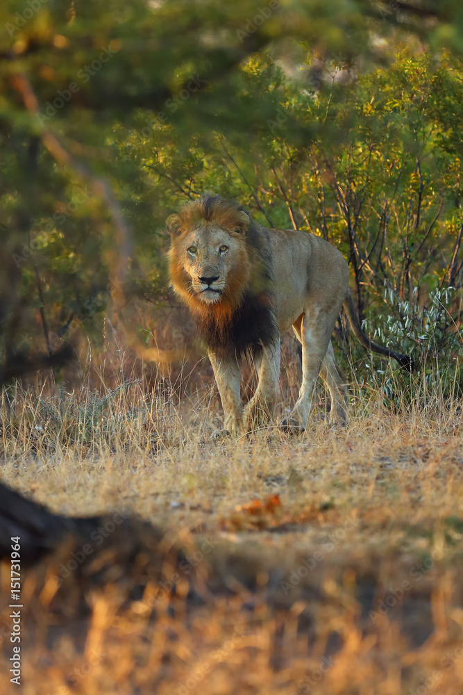 The Transvaal lion (Panthera leo krugeri), also known as the Southeast ...