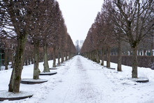 Line Of Trees, Peterhof Free Stock Photo - Public Domain Pictures