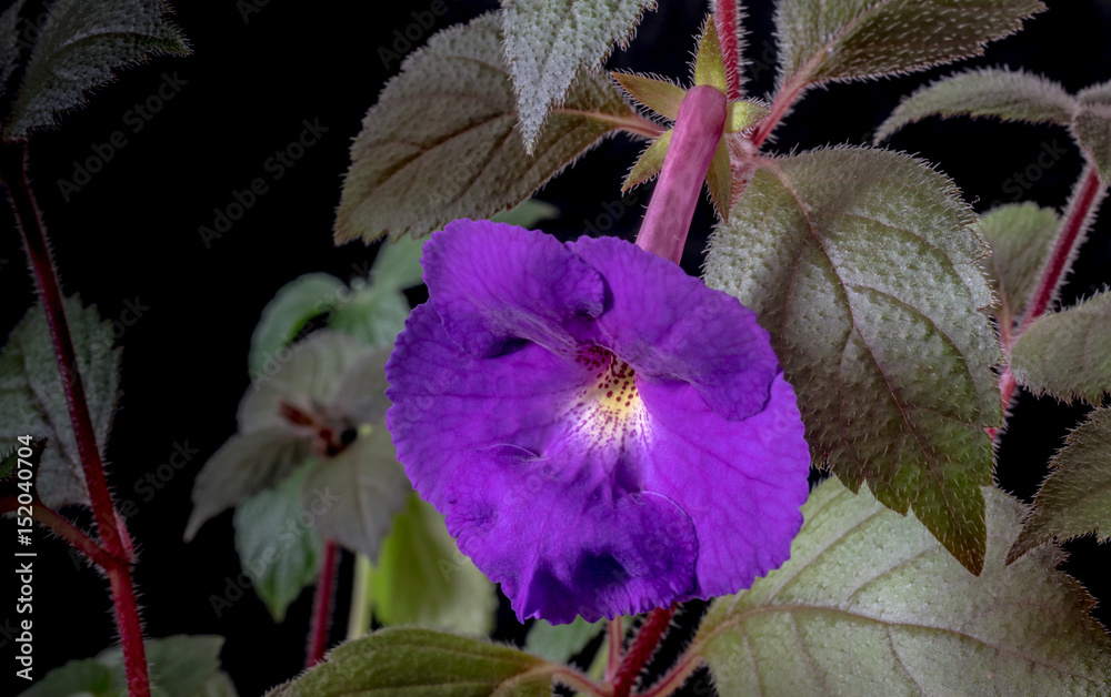 Purple flower of achimenes closeup on black background. Achimenes has a ...