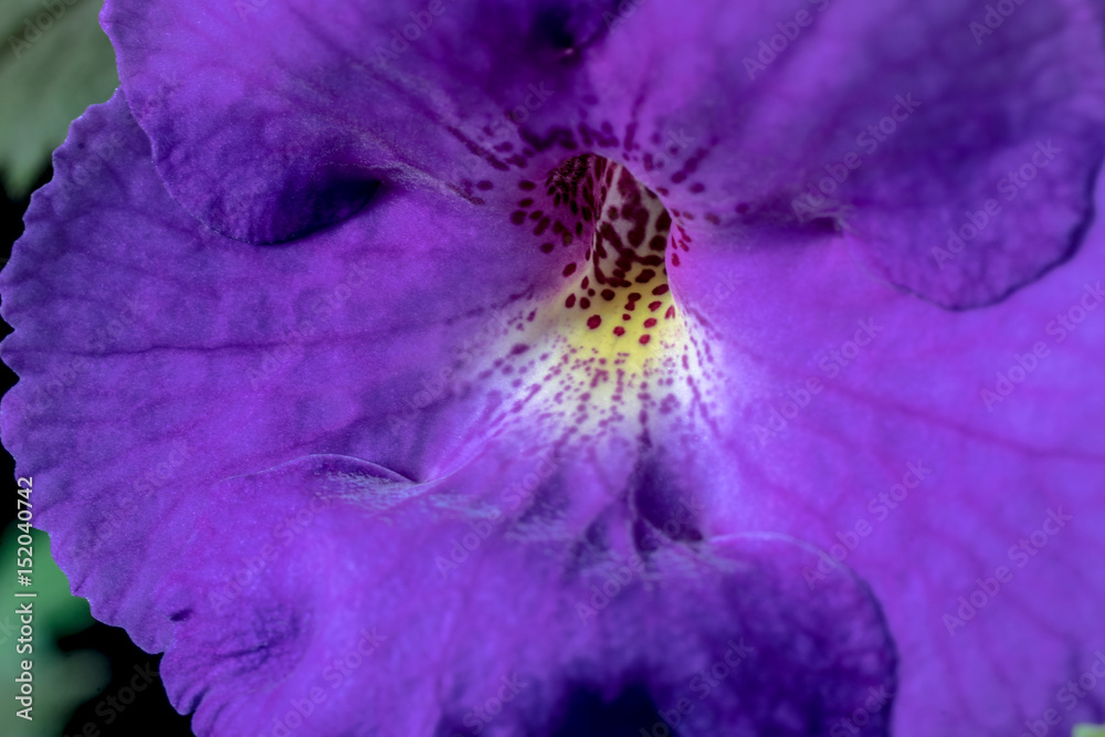 Purple flower of achimenes closeup on black background. Achimenes has a ...