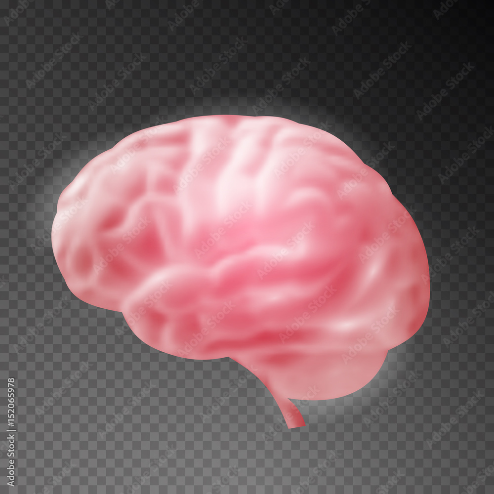 Realistic human brain on transparent background. Vector illustration ...